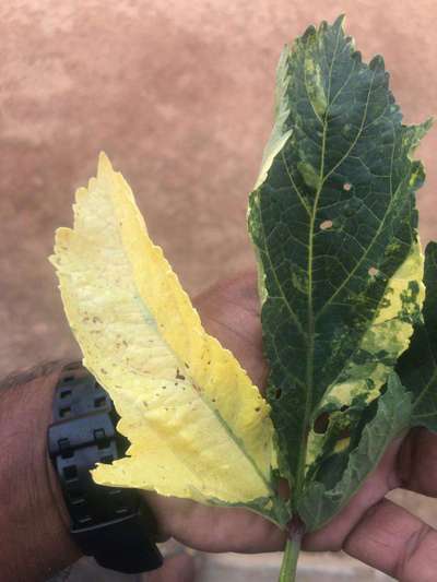 Yellowing of leaves in okra ? | Community | Plantix