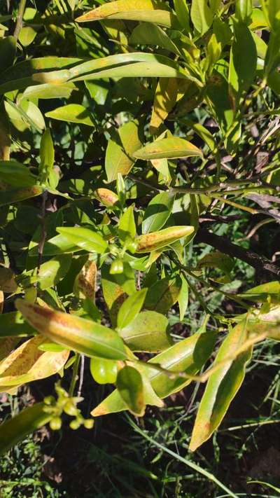 Origine des tâches sur le mandarinier ? | Communauté | Plantix