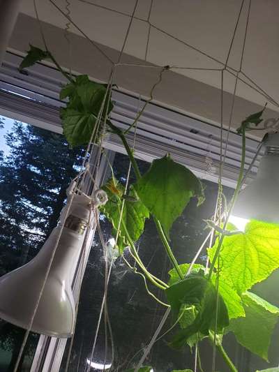 Kratky Hydroponics I Got This Diva Cucumber As A Sapling From A Garden Store Its Been Growing