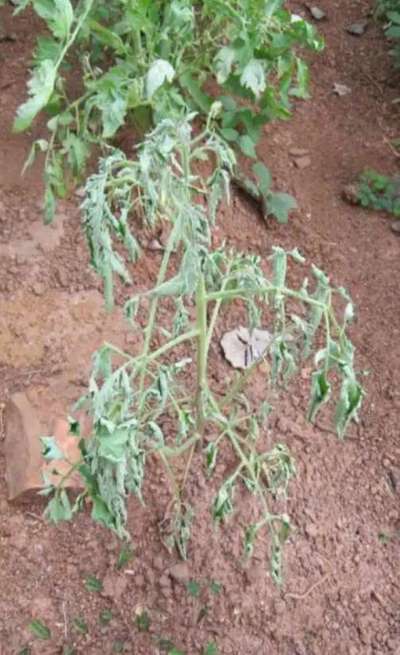 Que causa que se marchite 3l tomate | Comunidad | Plantix