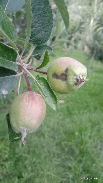 At least 3 percent apples in our garden are having these black patches ...