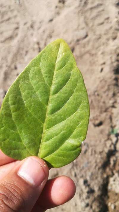 Cultivo de frijol castilla | Comunidad | Plantix