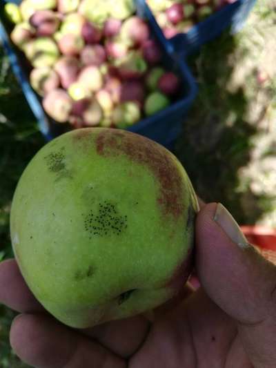 Plz identify the black small spots on apple fruit.... | Community | Plantix