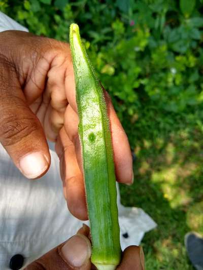 Problem in fruit of Okra....some dotted like tuber formation. What is ...
