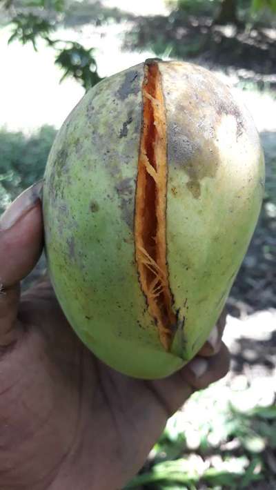 What is the solution of this problem in mango? | Community | Plantix
