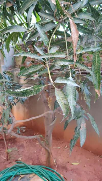 You can see those brown spots on the leaves. The mango is more than 5 ...