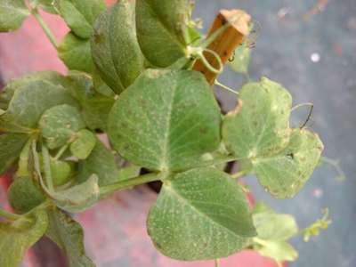 Cómo curar de forma ecológica mi planta de chícharo de estás manchas ...