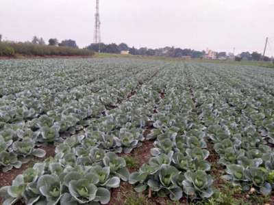 Is there another information about to control BLACK ROT in cabbage ...