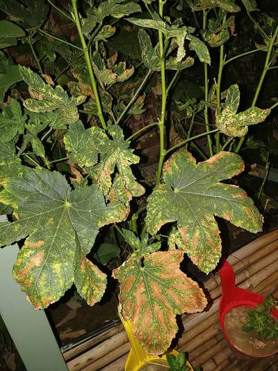 What is the issue with the leaves?? | Community | Plantix