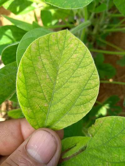 O que que pode ser estás manchas nas folhas da soja tem em vários ...