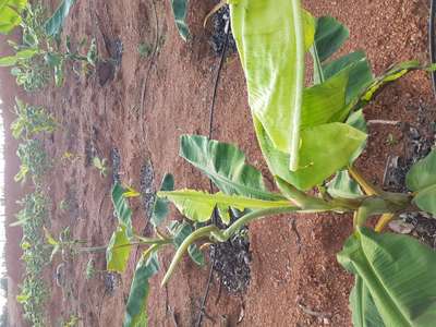 Is it calcium deficiency or boron deficiency?? | Community | Plantix