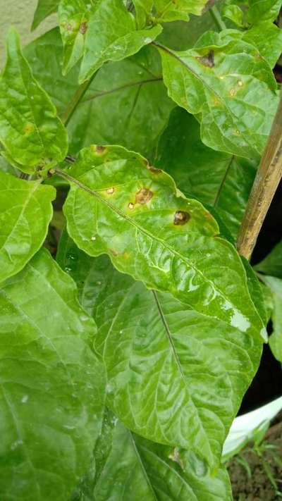 What is the problem with my chilli plant. Can organic or biological ...
