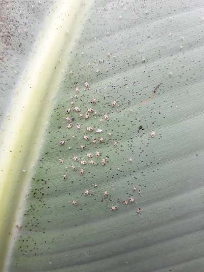 What is the name of insect? | Community | Plantix