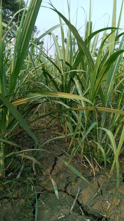 गन्ने की पत्ती लाल क्यों हो रही है | समुदाय | प्लांटिक्स