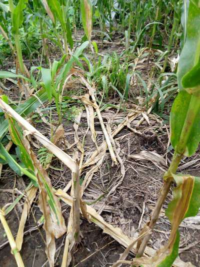 Termite infestation in my maize farm | Community | Plantix
