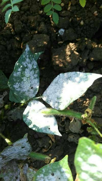 Please identify this disease in black gram | సంఘం | ప్లాంటిక్స్