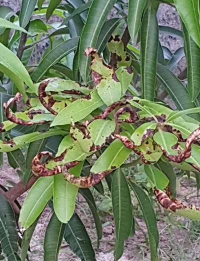 Leaf Burnings observed in Mango leaves. Kindly advice how to treat ...