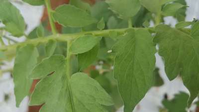 Please tell what is this flies in tomato and its remedy? | Community ...