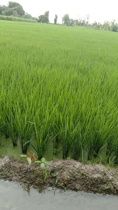 In this case the leaf folder insect and root cutter was damaging the ...