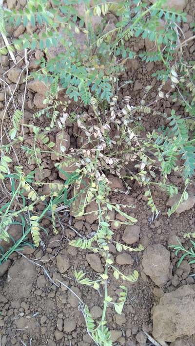 Leaf yellowing & wilt disease symptoms | Community | Plantix