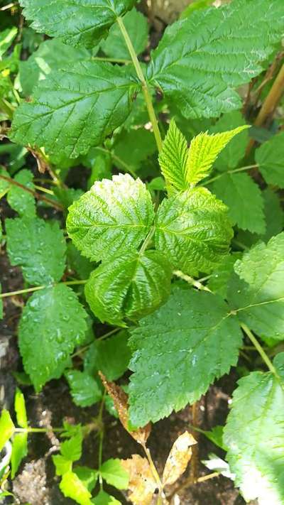 What causes the leaves to become deformed like this. When ever I plant ...