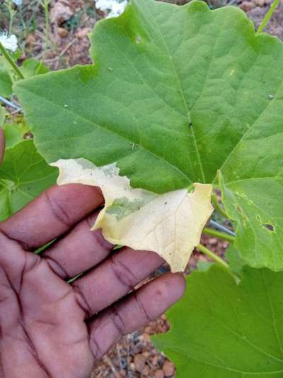 These symptoms are found in snake gourd plants | Community | Plantix