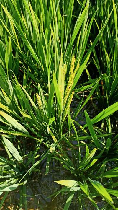 Vari panta ila undhi, quality ginjalu ravalante ae mandu spray cheyali ...