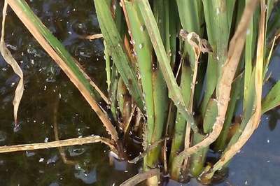 After flowering stage bph is there any yield loss to our paddy and next ...