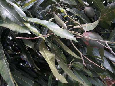 What Brown Patches on Mango? Please give the solution? | Community ...