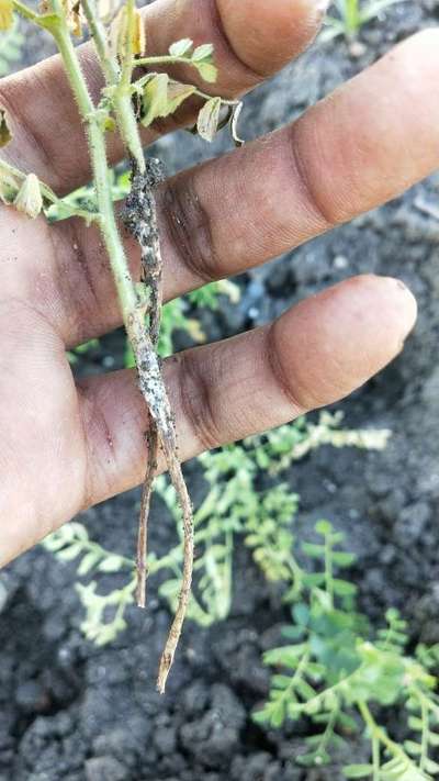 Senaga chettu vadipithunnsyi | సంఘం | ప్లాంటిక్స్