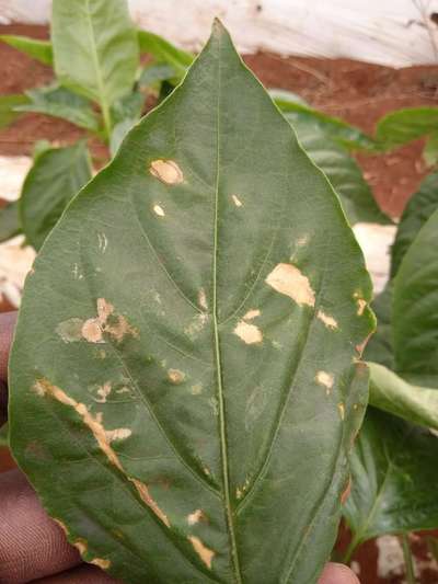 Could this be cercospora leaf spot or bacterial leaf spot | Community ...