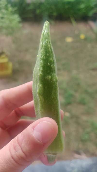 What is the roughness on okra skin? | Community | Plantix