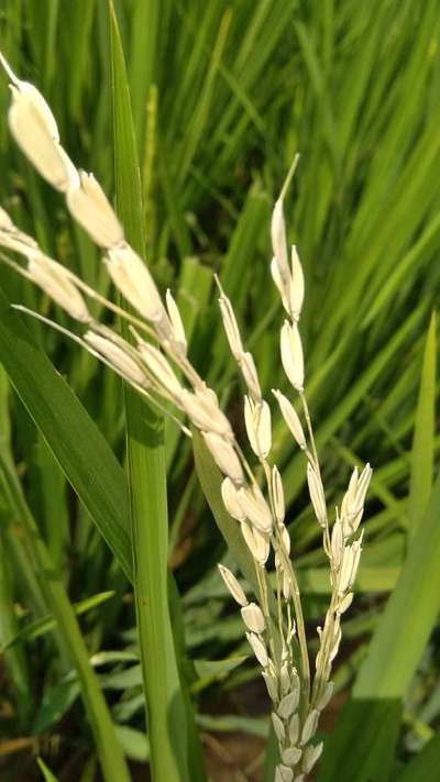 Kuruthu puuchi alipathu epadi co 50 crop 100 days over | சமூகம் ...