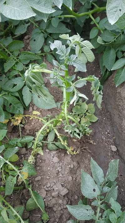 How to stop potato tree decompose & drying dead | Community | Plantix