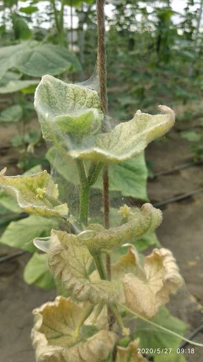 Identify the problem in cucumber. | Community | Plantix