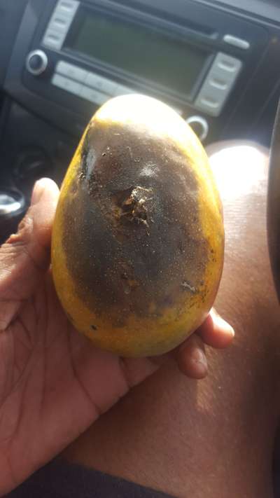 Rotting mature unripe Mangos | Community | Plantix