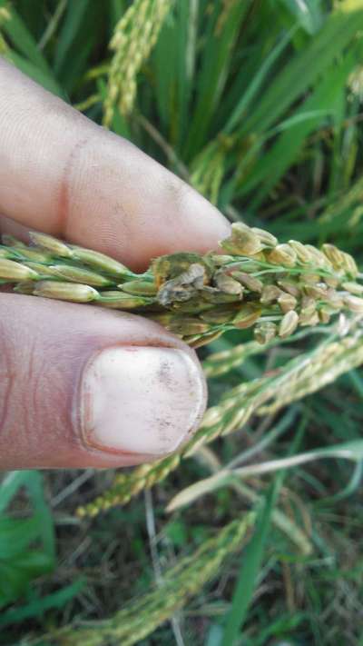 E disease ne nivarincha sandreaya aaruvulu aaminaa vunta chappagalaru ...