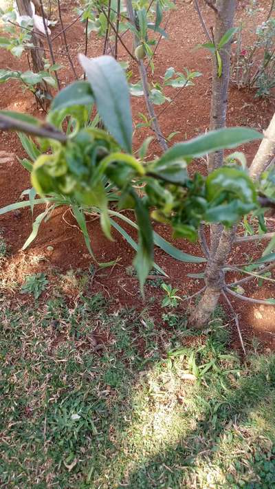 Pq q enrola as folhas do pessegueiro | Comunidade | Plantix