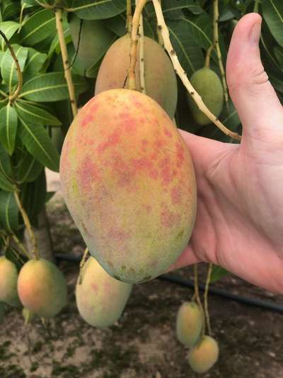 Anyone can explain the reason for this mottling color symptom on mango ...