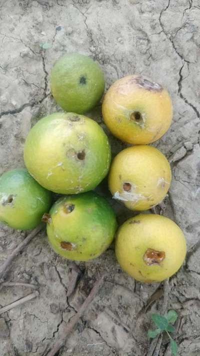 Small holes in citrus fruit | Community | Plantix