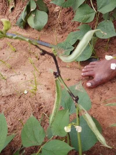 Chikkudu chettu kandam nallabaduthundhi em mondhu kottali...purugu kuda ...