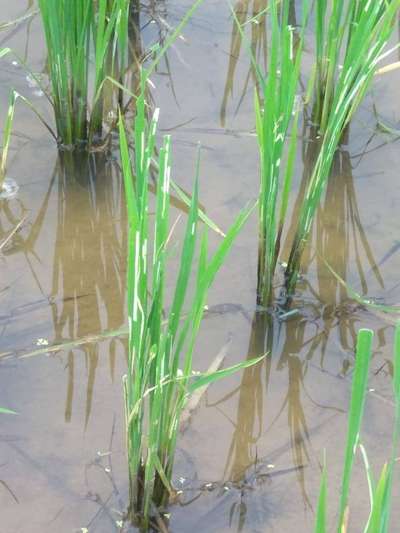 It might be leaf folder | Community | Plantix