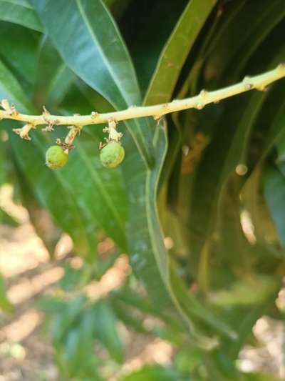 Small white patches seen on Mango fruits | Community | Plantix