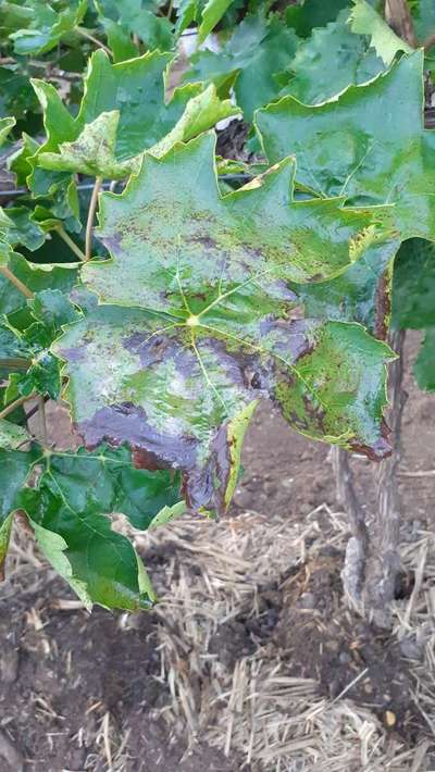 What deficiency is this? | Community | Plantix