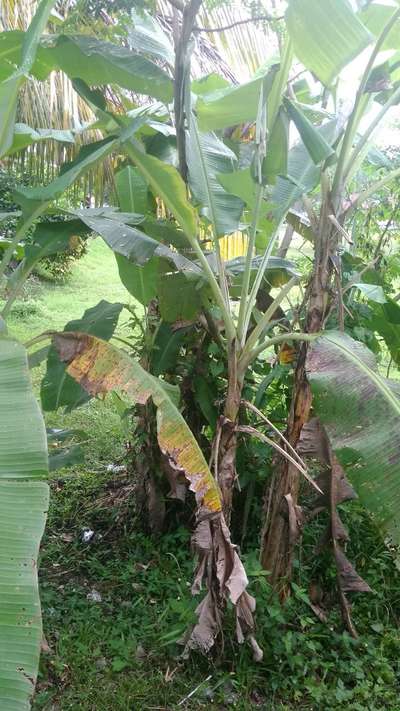 Can someone tell me what disease has infected this banana tree? Is it ...