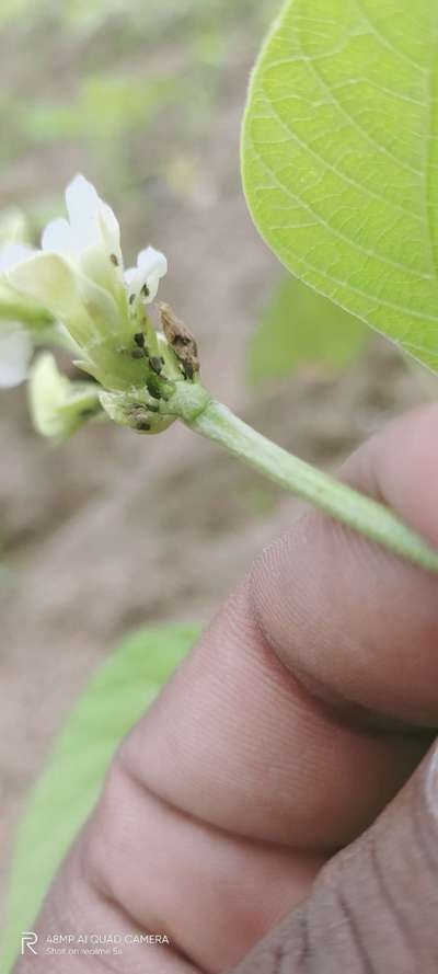 Nela chikudu panta vesi 48 days avuthundi nalla penu vasthundi e mandu ...