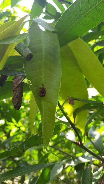 can anyone suggest me remedy for this leaf twisting weevil if my mango plant !! | Community ...