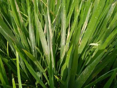 Paddy leaf change to white in some spots | సంఘం | ప్లాంటిక్స్