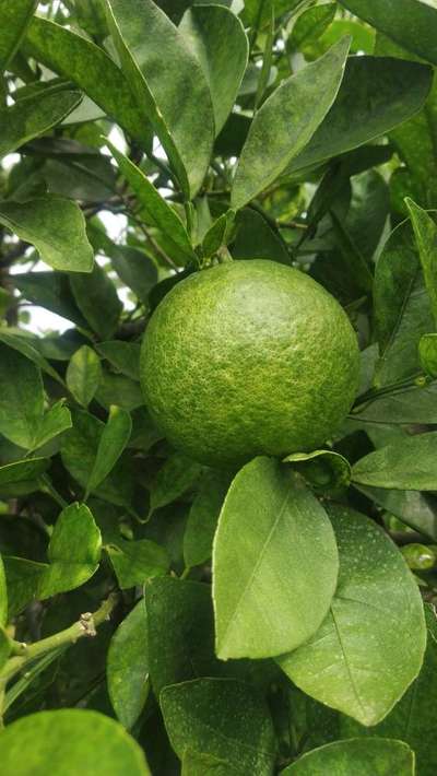 Ela unte em cheyyali emi lopam unnattu... | సంఘం | ప్లాంటిక్స్