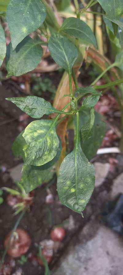 It is leaf spot of chilli suggest me what can I do for this disease ...